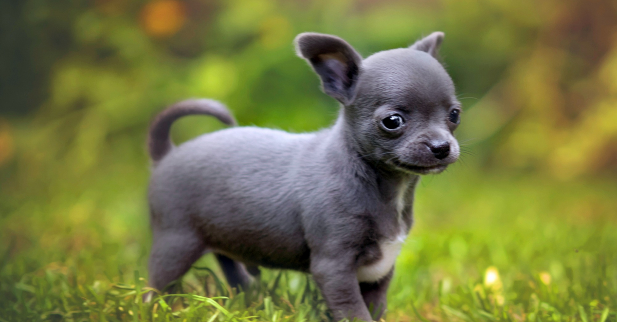 Chihuahua Bleu Poils Long
