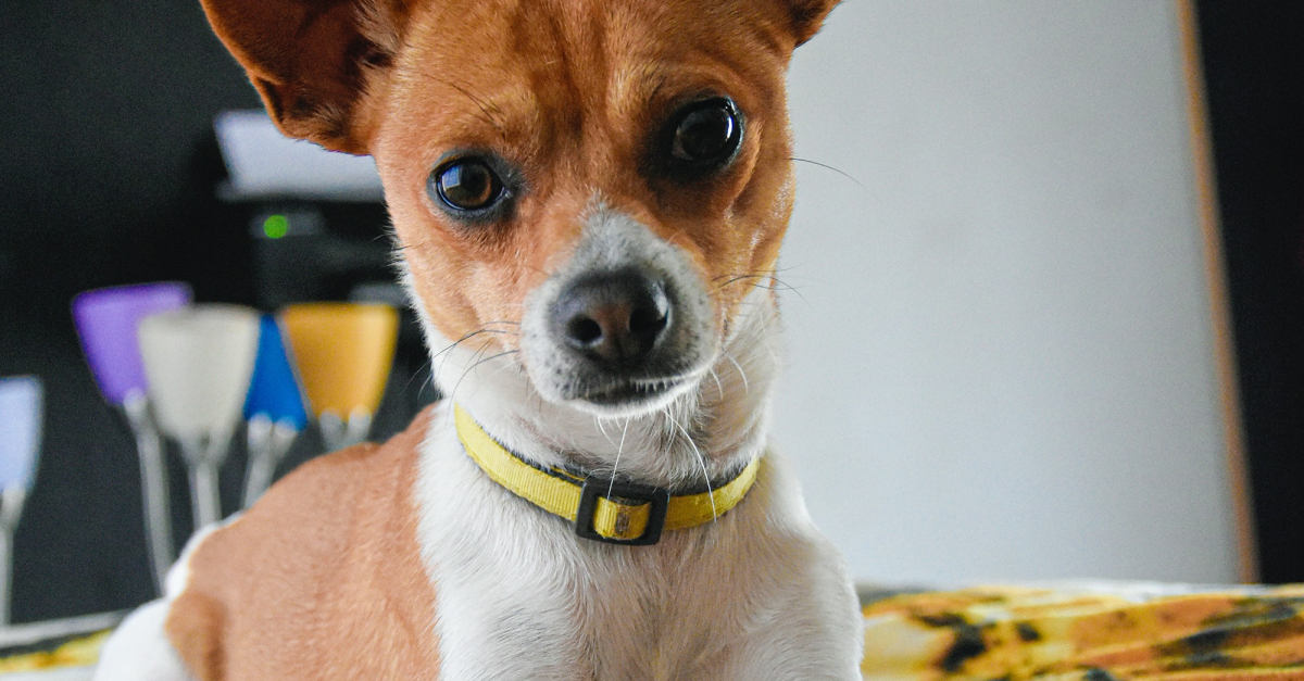 Chihuahua croisé Jack Russell Terrier : caractéristiques et photos Chihuahua croisé Jack Russell Terrier : caractéristiques et photos